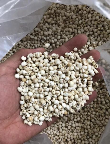 3克川贝大概几粒_川贝一次用量多少粒-第1张图片-山城妙识 3克川贝大概几粒_川贝一次用量多少粒-第1张图片-山城妙识