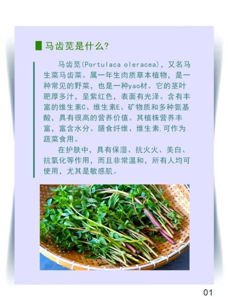 马齿苋治皮肤病怎样用最好_马齿苋外敷内服方法-第2张图片-山城妙识