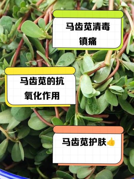 马齿苋治皮肤病怎样用最好_马齿苋外敷内服方法-第1张图片-山城妙识