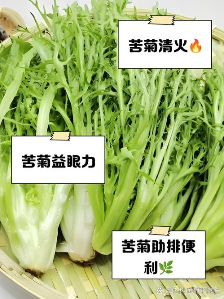 苦菊的功效与作用_苦菊的禁忌人群有哪些-第2张图片-山城妙识