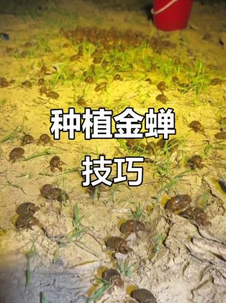 知了猴怎么养殖_知了猴养殖技术-第2张图片-山城妙识