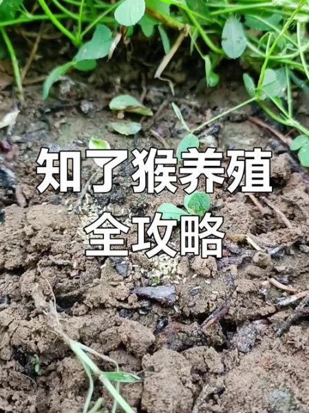 知了猴怎么养殖_知了猴养殖技术-第1张图片-山城妙识