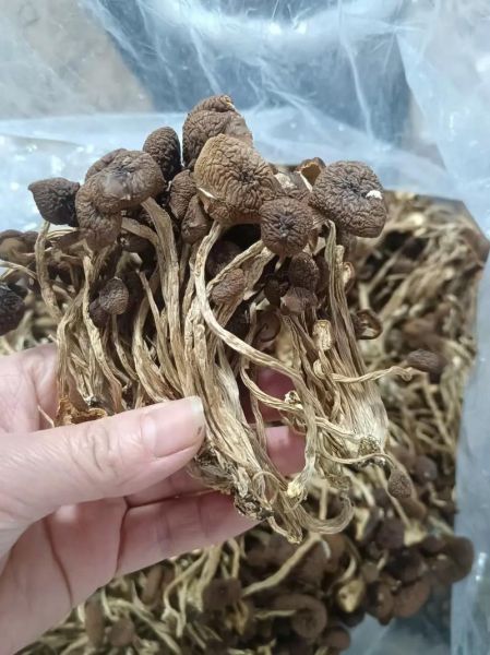 茶树菇价格多少钱一斤_茶树菇为什么这么贵-第1张图片-山城妙识