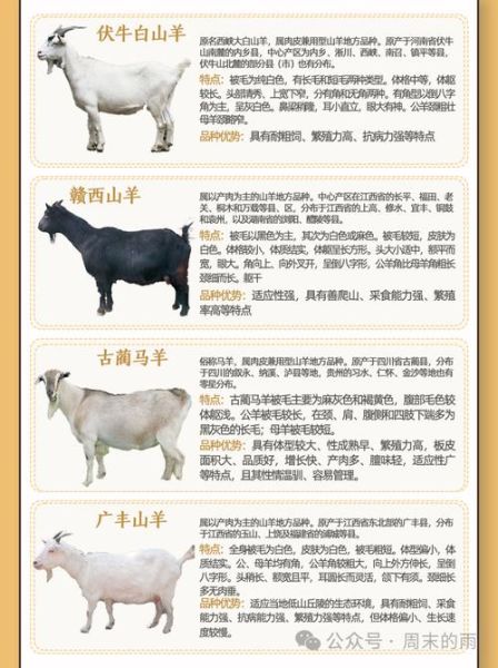 山羊肉贵还是绵羊肉贵_为什么山羊肉价格更高-第3张图片-山城妙识