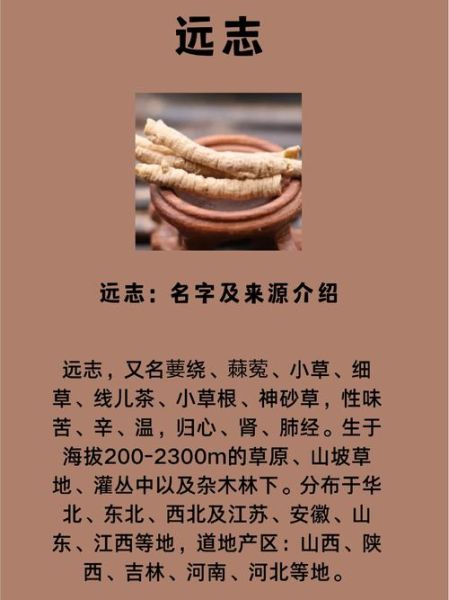 远志中药的功效与作用_远志怎么吃效果最好-第1张图片-山城妙识 远志中药的功效与作用_远志怎么吃效果最好-第1张图片-山城妙识