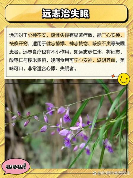 远志中药的功效与作用_远志怎么吃效果最好-第2张图片-山城妙识 远志中药的功效与作用_远志怎么吃效果最好-第2张图片-山城妙识