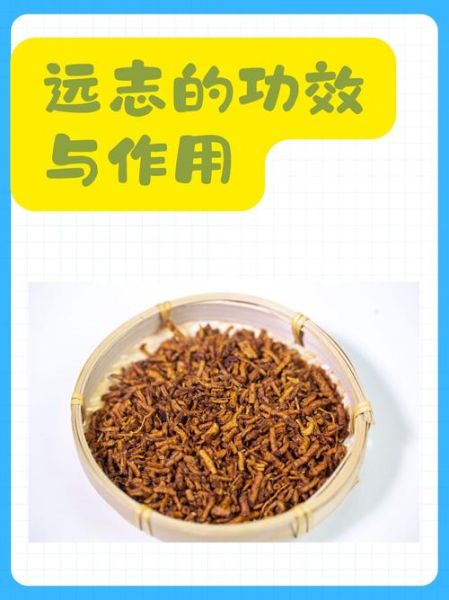 远志中药的功效与作用_远志怎么吃效果最好-第3张图片-山城妙识 远志中药的功效与作用_远志怎么吃效果最好-第3张图片-山城妙识