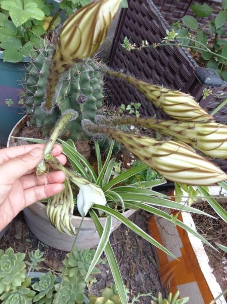 仙人掌花的作用与功效_仙人掌花怎么吃效果最好-第1张图片-山城妙识 仙人掌花的作用与功效_仙人掌花怎么吃效果最好-第1张图片-山城妙识