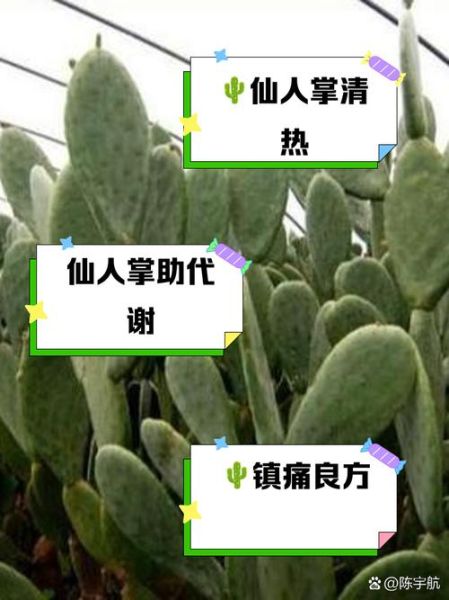 仙人掌花的作用与功效_仙人掌花怎么吃效果最好-第2张图片-山城妙识 仙人掌花的作用与功效_仙人掌花怎么吃效果最好-第2张图片-山城妙识