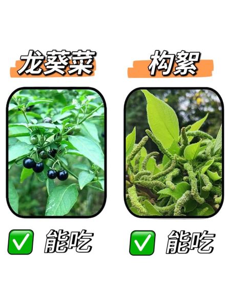 常见野菜有哪些_如何辨别可食用野菜-第2张图片-山城妙识