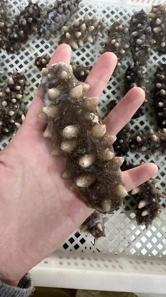 野生海参多少钱一斤_野生海参怎么挑选-第3张图片-山城妙识 野生海参多少钱一斤_野生海参怎么挑选-第3张图片-山城妙识