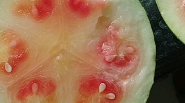 生瓜蛋子是什么意思_生瓜蛋子是哪里的方言-第3张图片-山城妙识