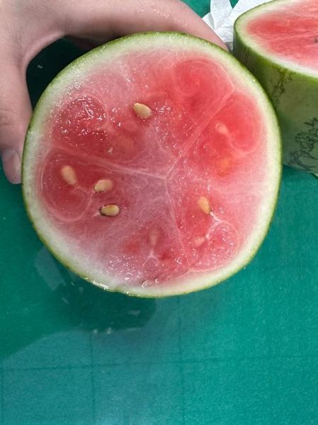 生瓜蛋子是什么意思_生瓜蛋子是哪里的方言-第2张图片-山城妙识