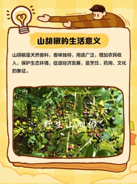 山胡椒的功效与作用_山胡椒怎么吃最好-第2张图片-山城妙识