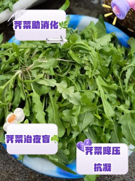 荠菜是什么_荠菜有哪些营养价值-第3张图片-山城妙识 荠菜是什么_荠菜有哪些营养价值-第3张图片-山城妙识
