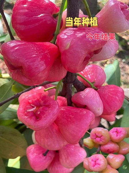 莲雾果多少钱一斤_莲雾价格行情-第2张图片-山城妙识 莲雾果多少钱一斤_莲雾价格行情-第2张图片-山城妙识