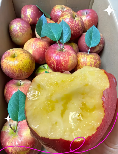 苹果糖心是怎么形成的_如何挑选正宗糖心苹果-第3张图片-山城妙识