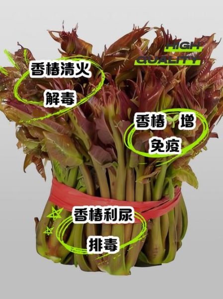 香椿的害处有哪些_香椿的功效与禁忌-第1张图片-山城妙识 香椿的害处有哪些_香椿的功效与禁忌-第1张图片-山城妙识