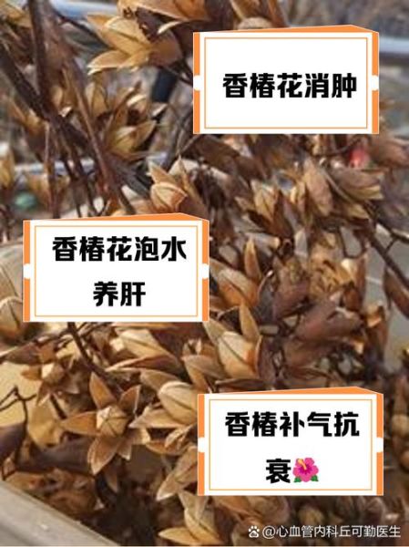 香椿的害处有哪些_香椿的功效与禁忌-第2张图片-山城妙识 香椿的害处有哪些_香椿的功效与禁忌-第2张图片-山城妙识