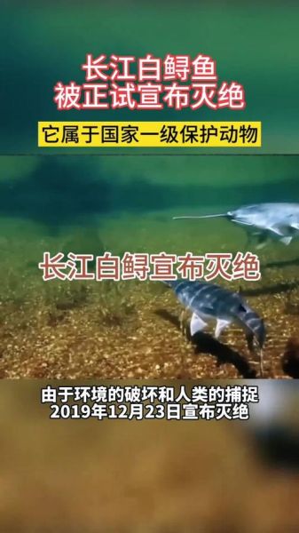 长江白鲟又被发现了_灭绝物种复活真相-第1张图片-山城妙识 长江白鲟又被发现了_灭绝物种复活真相-第1张图片-山城妙识