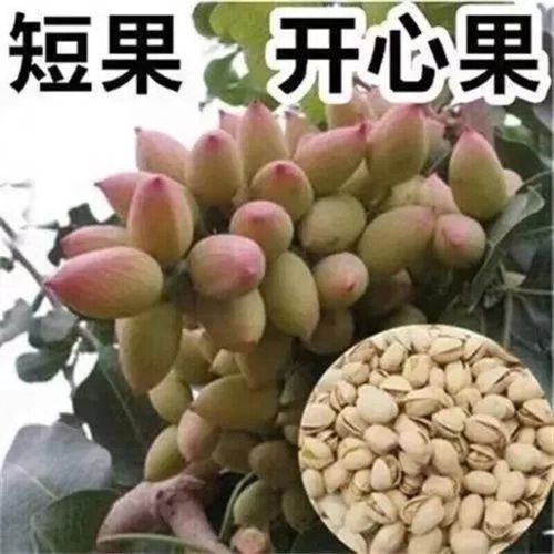 开心果树苗多少钱一棵_开心果苗价格行情-第2张图片-山城妙识 开心果树苗多少钱一棵_开心果苗价格行情-第2张图片-山城妙识