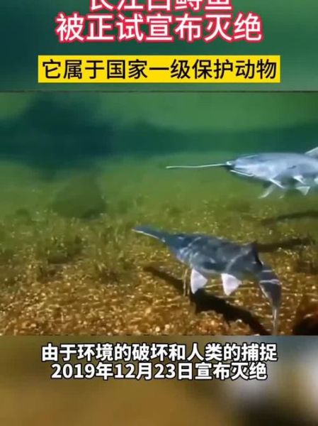 长江白鲟又被发现了_灭绝物种复活真相-第3张图片-山城妙识 长江白鲟又被发现了_灭绝物种复活真相-第3张图片-山城妙识