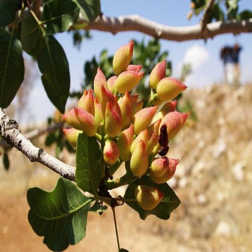 开心果树苗多少钱一棵_开心果苗价格行情-第3张图片-山城妙识 开心果树苗多少钱一棵_开心果苗价格行情-第3张图片-山城妙识