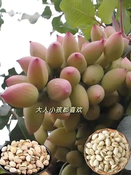 开心果树苗多少钱一棵_开心果苗价格行情-第1张图片-山城妙识 开心果树苗多少钱一棵_开心果苗价格行情-第1张图片-山城妙识