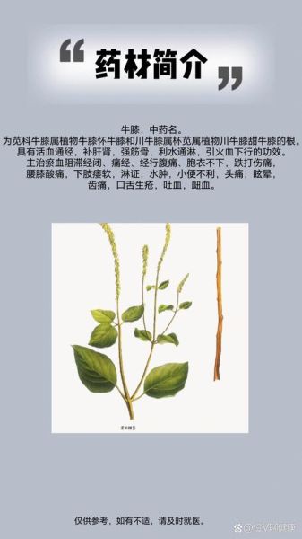 牛膝功效与作用有哪些_牛膝图片如何辨别真假-第3张图片-山城妙识