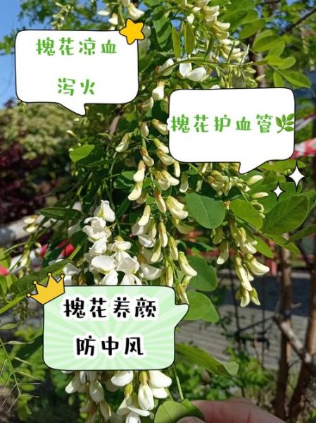 女人吃槐花有什么好处_槐花对女人有哪些功效-第1张图片-山城妙识 女人吃槐花有什么好处_槐花对女人有哪些功效-第1张图片-山城妙识