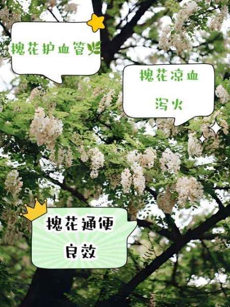 女人吃槐花有什么好处_槐花对女人有哪些功效-第3张图片-山城妙识 女人吃槐花有什么好处_槐花对女人有哪些功效-第3张图片-山城妙识