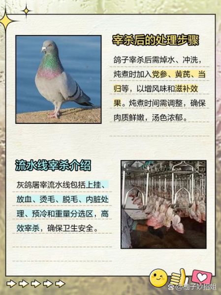 鸽子怎么宰杀_鸽子宰杀放血技巧-第1张图片-山城妙识