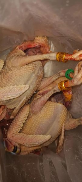 鸽子怎么宰杀_鸽子宰杀放血技巧-第2张图片-山城妙识