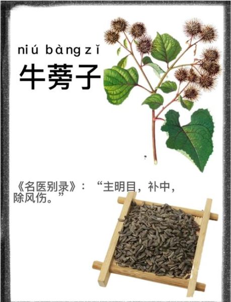 牛蒡别名叫什么_牛蒡别名有哪些-第1张图片-山城妙识