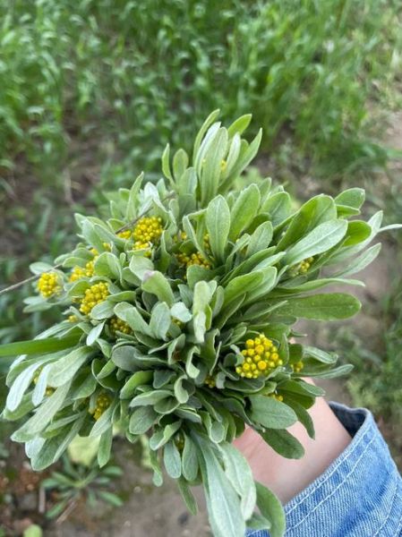 做清明果的草叫什么_清明草学名是什么-第1张图片-山城妙识 做清明果的草叫什么_清明草学名是什么-第1张图片-山城妙识