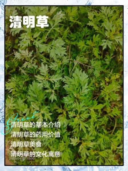 做清明果的草叫什么_清明草学名是什么-第3张图片-山城妙识 做清明果的草叫什么_清明草学名是什么-第3张图片-山城妙识