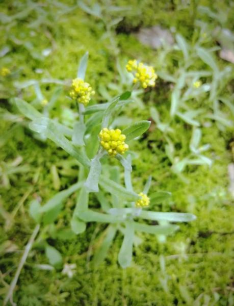 做清明果的草叫什么_清明草学名是什么-第2张图片-山城妙识 做清明果的草叫什么_清明草学名是什么-第2张图片-山城妙识