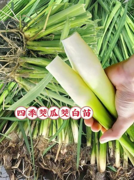 茭白需要焯水吗_焯水时间多久合适-第3张图片-山城妙识