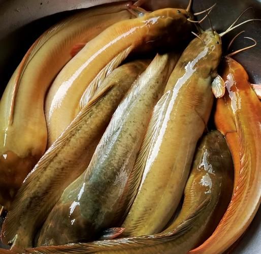 塘鲺鱼怎么读_塘鲺鱼是什么鱼-第1张图片-山城妙识 塘鲺鱼怎么读_塘鲺鱼是什么鱼-第1张图片-山城妙识