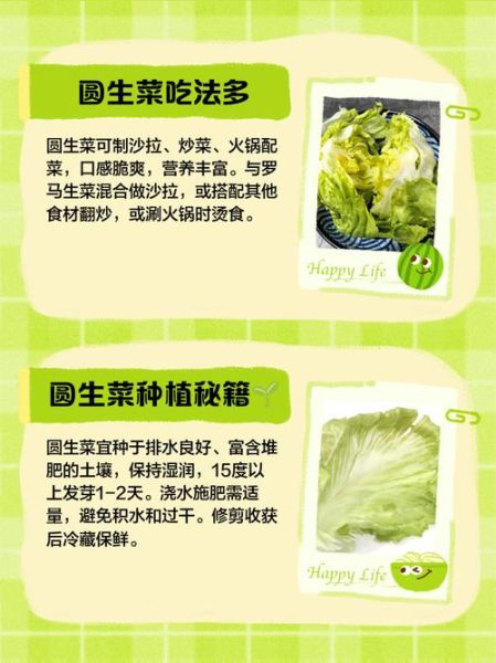 圆生菜能生吃吗_生吃圆生菜安全吗-第1张图片-山城妙识