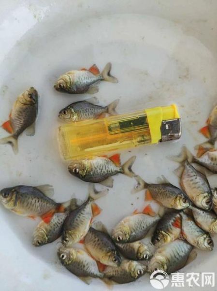 淡水白鲳鱼价格多少钱一斤_淡水白鲳鱼批发价最新行情-第1张图片-山城妙识