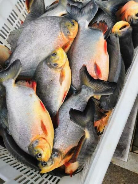 淡水白鲳鱼价格多少钱一斤_淡水白鲳鱼批发价最新行情-第2张图片-山城妙识