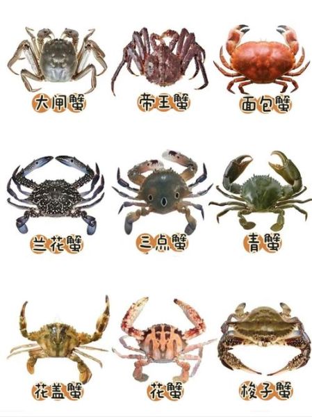海蟹吃什么食物_海蟹多久喂一次-第1张图片-山城妙识