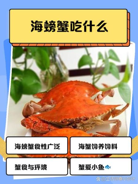 海蟹吃什么食物_海蟹多久喂一次-第2张图片-山城妙识