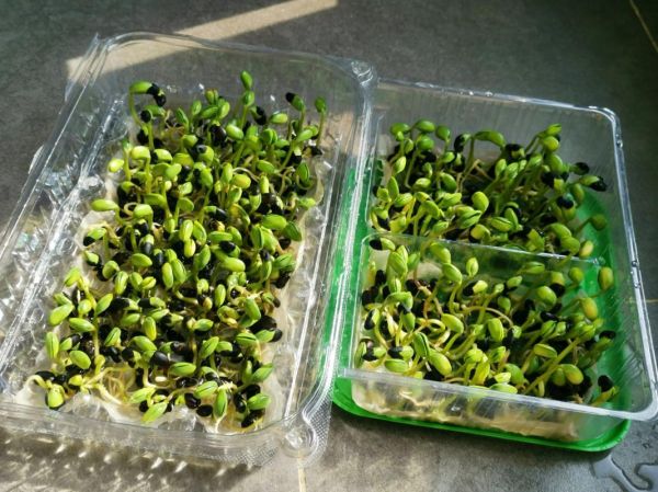 豆芽菜怎么种植_家庭无土栽培方法-第1张图片-山城妙识