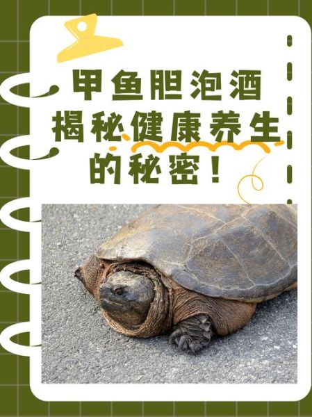 甲鱼胆汁怎么吃_甲鱼胆汁食用禁忌-第3张图片-山城妙识 甲鱼胆汁怎么吃_甲鱼胆汁食用禁忌-第3张图片-山城妙识