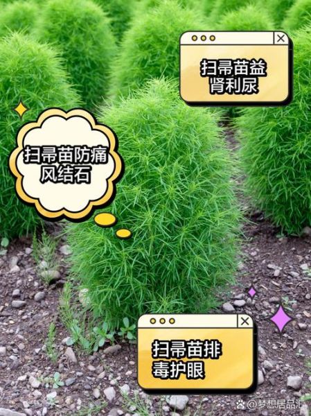 扫帚苗野菜的功效_扫帚苗怎么吃最养生-第1张图片-山城妙识