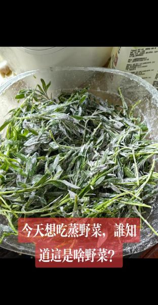 扫帚苗野菜的功效_扫帚苗怎么吃最养生-第3张图片-山城妙识
