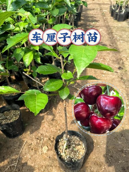 樱桃树苗价格多少钱一棵_樱桃树苗怎么挑选-第1张图片-山城妙识