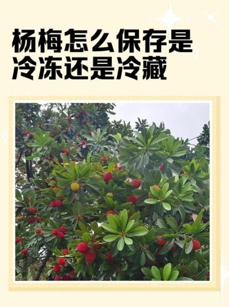 冰冻杨梅怎么做_冷冻杨梅保存多久-第3张图片-山城妙识